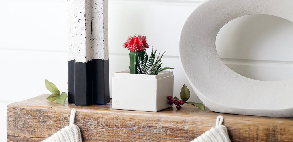 Top 10 Eco-Friendly Succulent Gifts for the Holidays: Thoughtful Curat ...
