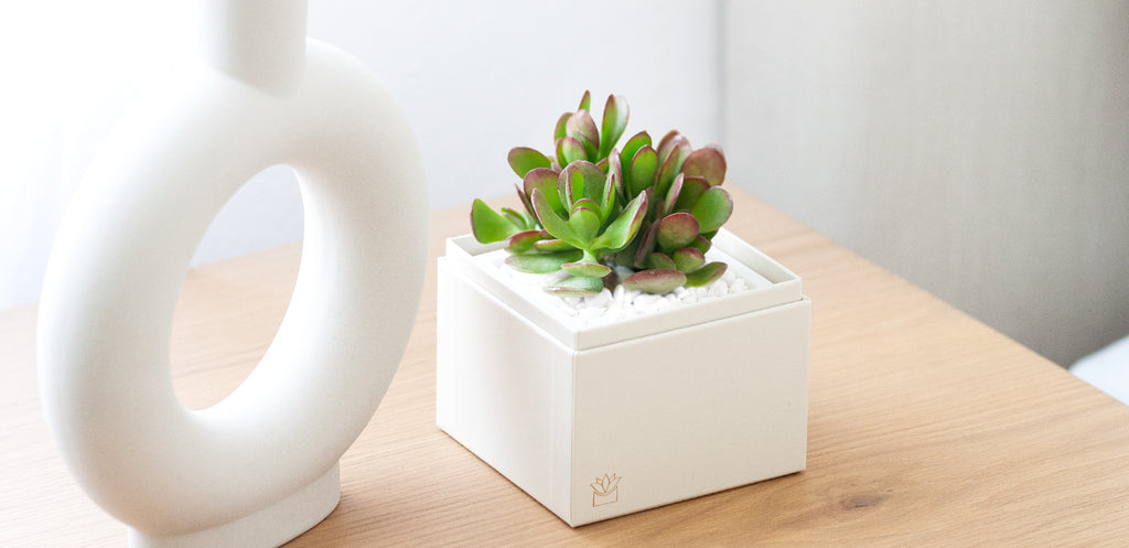 How To Plant, Grow, And Care For A Money Plant | Lula's Garden