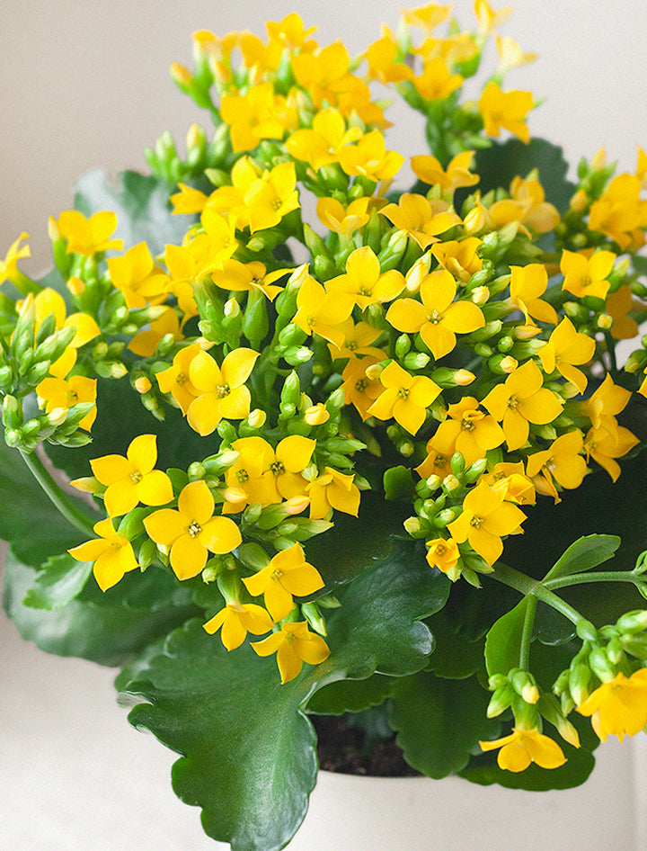 LULA'S PLANTS – Lula's Garden