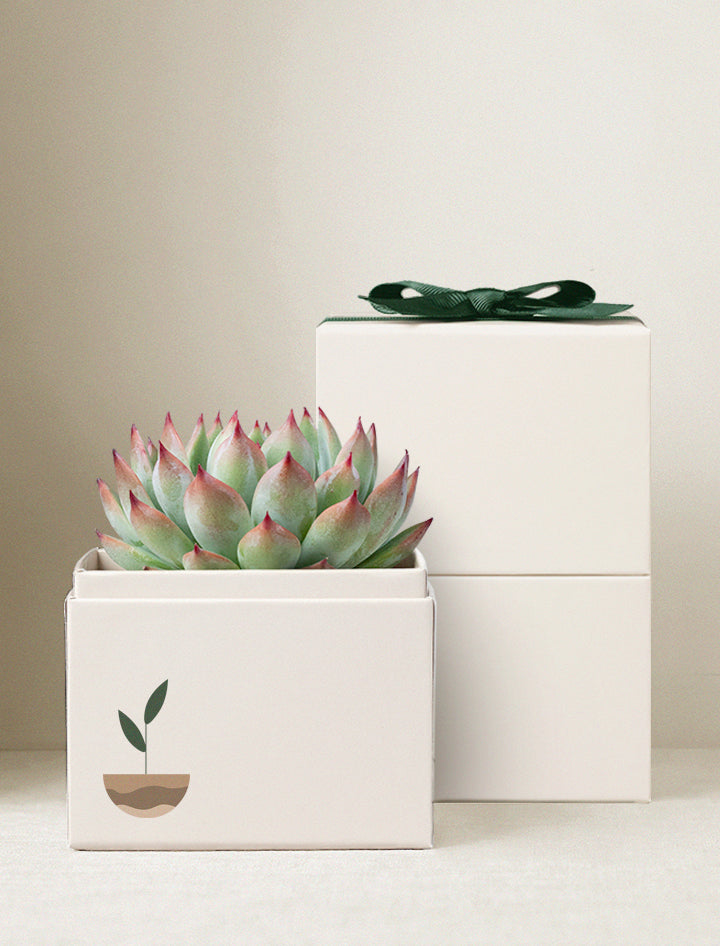 Earth Day Gifts | Corporate Gifts | Succulent Gift Box – Lula's Garden