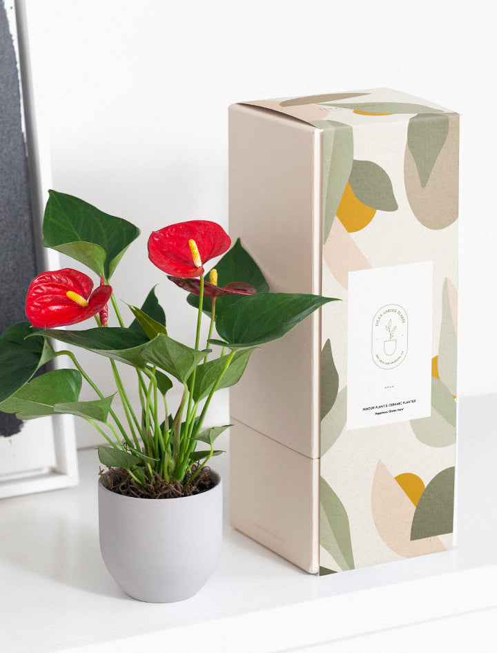 LULA'S PLANTS – Lula's Garden