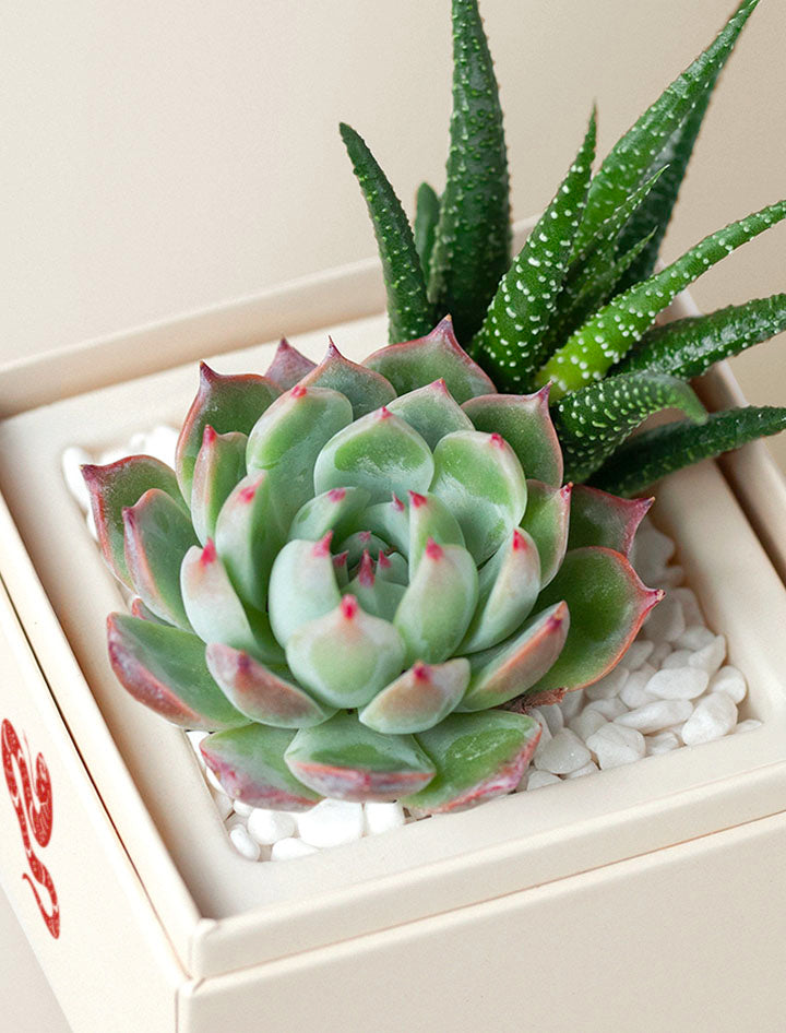 LUNAR NEW YEAR – Lula's Garden