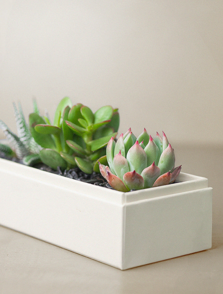 Earth Day Gifts | Corporate Gifts | Succulent Gift Box – Lula's Garden