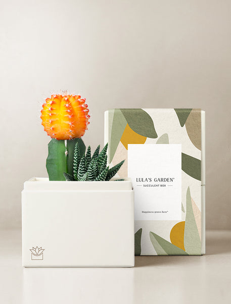Succulent Gift Delivery | Lux Succulent Garden | Unique Gifts By Lula's ...