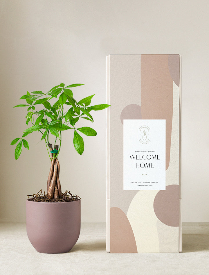 LULA'S PLANTS – Lula's Garden