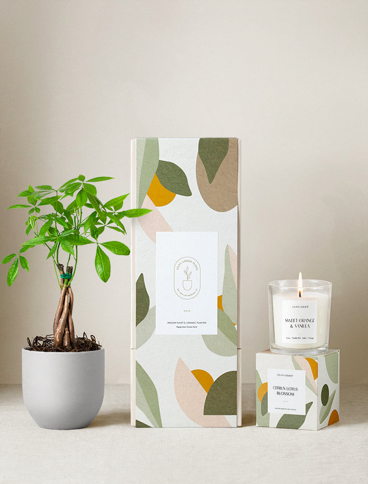 LULA'S PLANTS – Lula's Garden