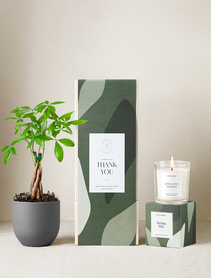 Succulent Gift Plant Delivery | Forever Remembered Bliss Gift Set by ...