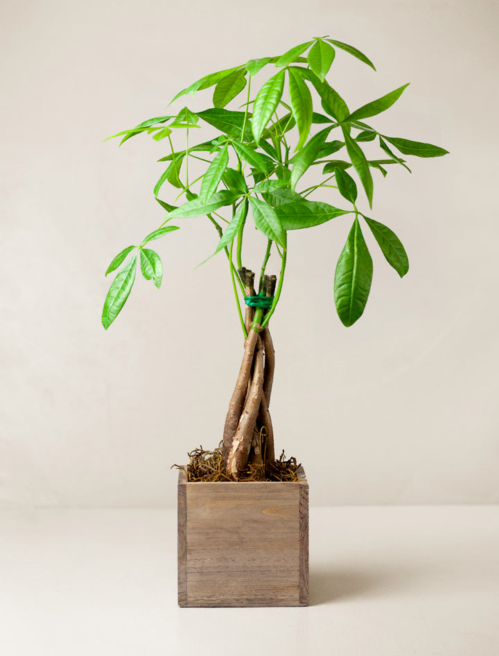 Money Tree Plant Gift | Gift for Luck & Prosperity – Lula's Garden