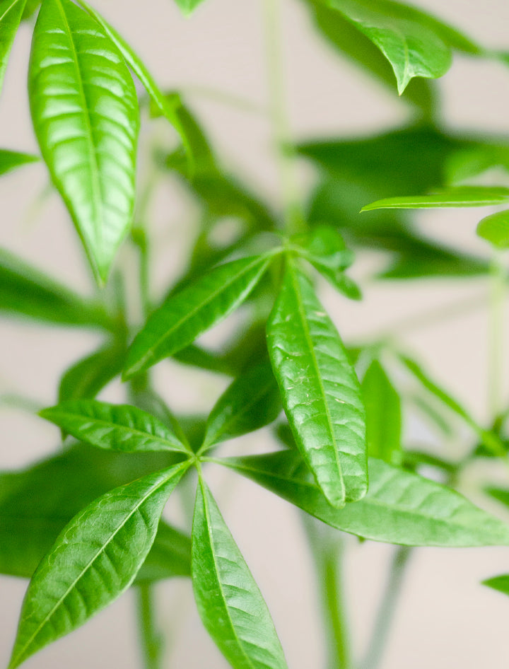 Money Tree Plant Gift | Gift for Luck & Prosperity – Lula's Garden