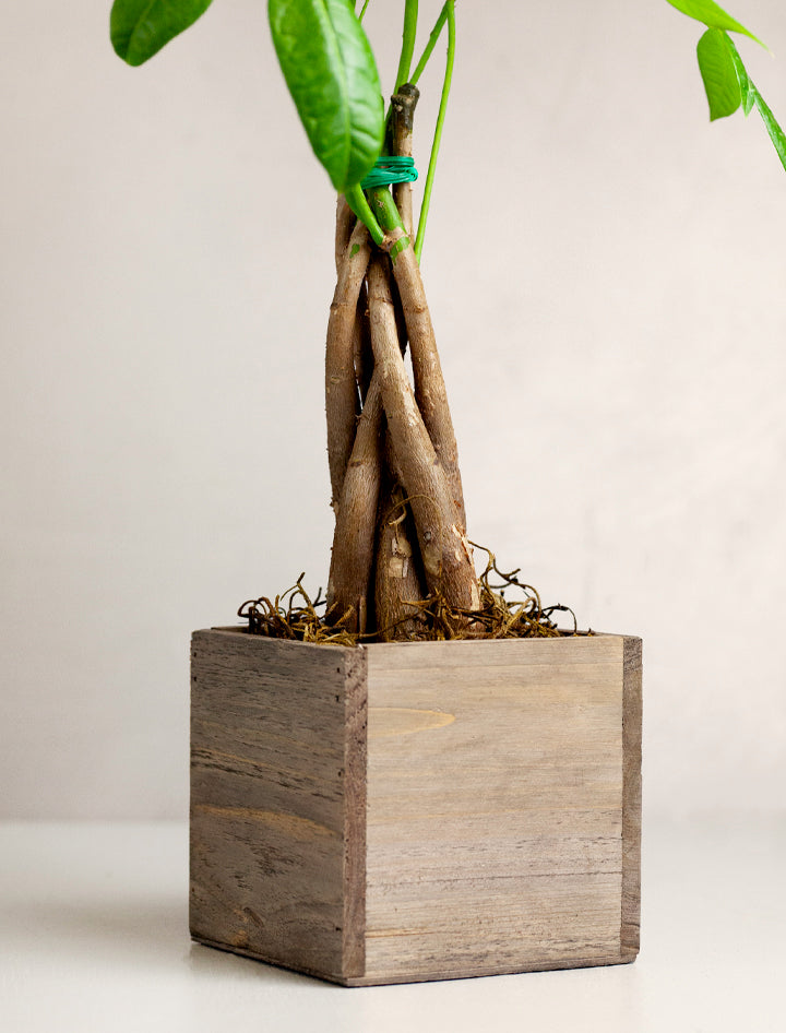 Money Tree Plant Gift | Gift for Luck & Prosperity – Lula's Garden