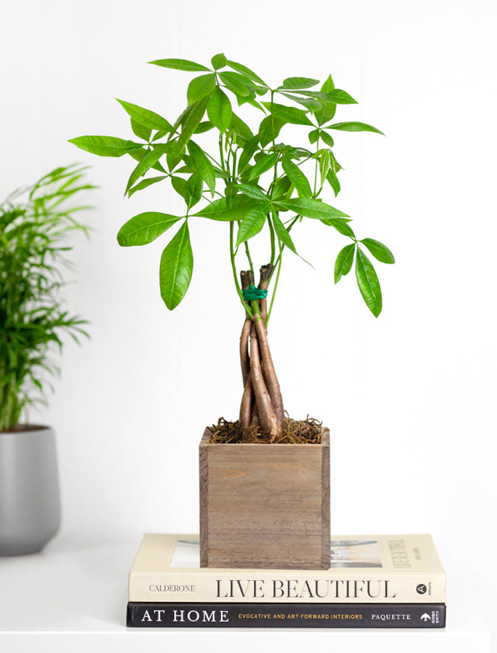 Money Tree Plant Gift | Gift for Luck & Prosperity – Lula's Garden