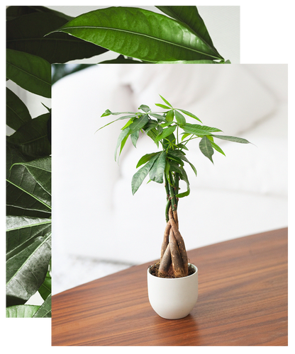 Money Tree – Lula's Garden