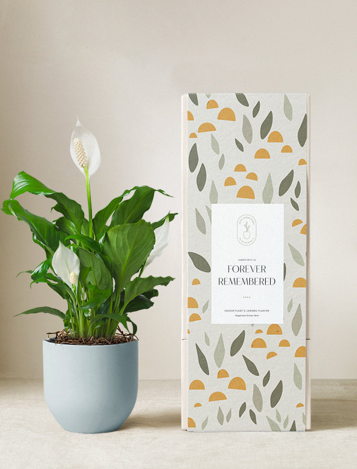 LULA'S PLANTS – Lula's Garden