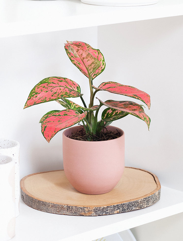 LULA'S PLANTS – Lula's Garden