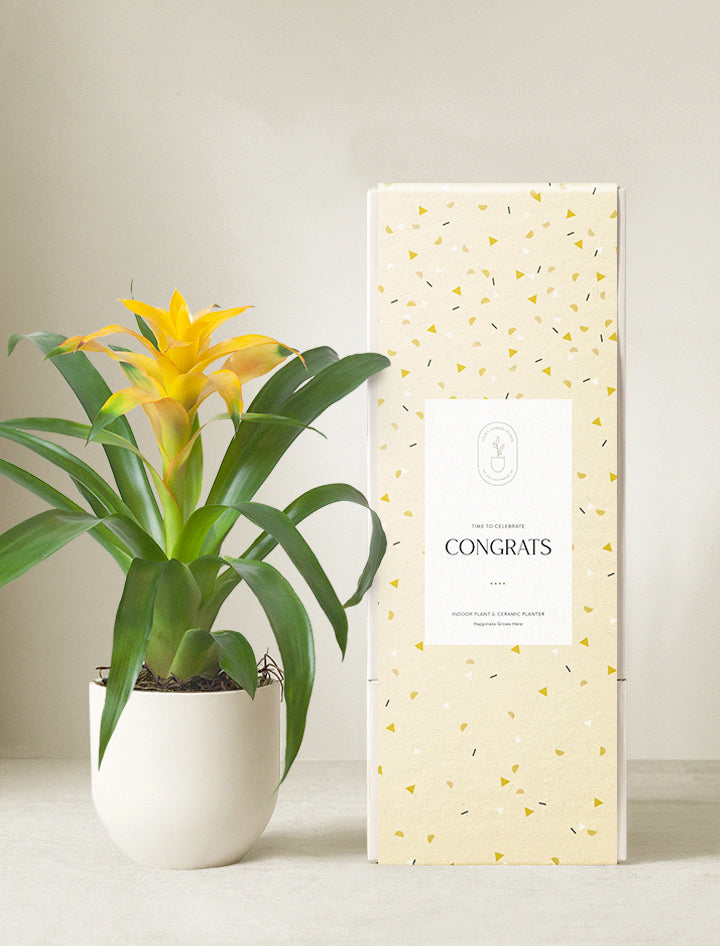 Succulent Graduation Gifts | Plant Delivery | Eco-Friendly Gifts ...