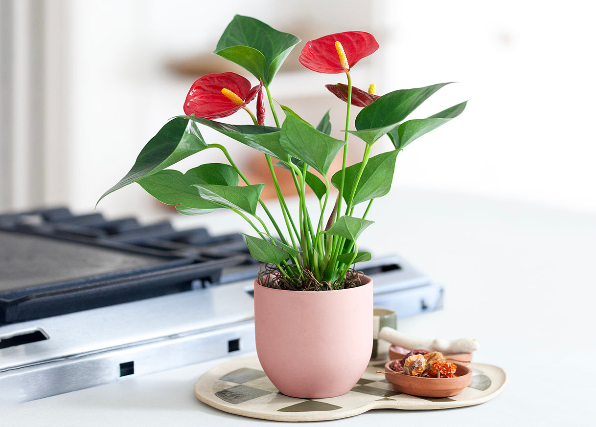 Succulent Gifts | Corporate Gifts | Lula's Garden®