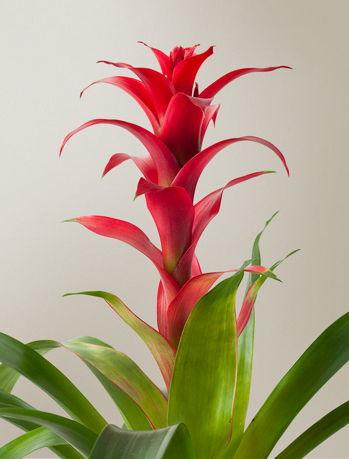 LULA'S PLANTS – Lula's Garden