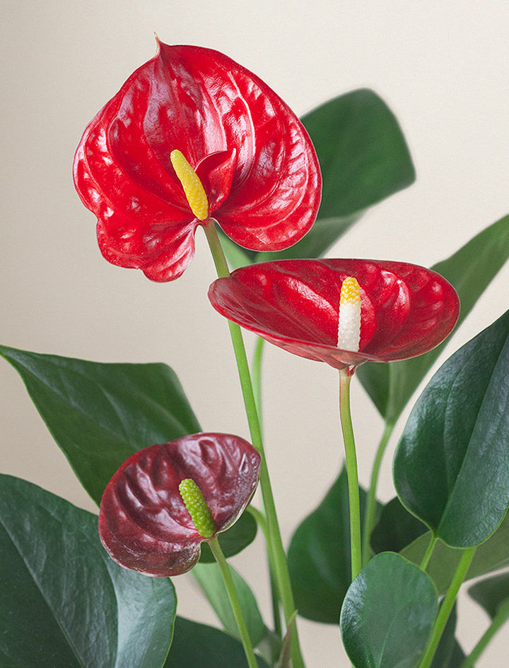 LULA'S PLANTS – Lula's Garden