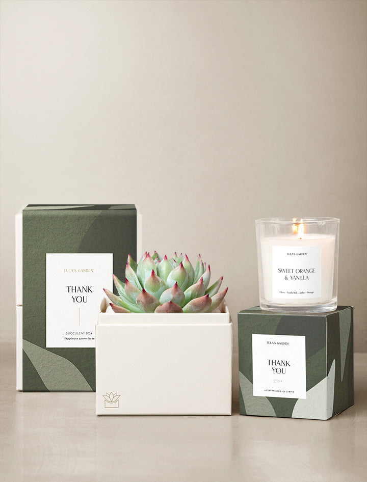 Succulent Thank You Gift | Glow Garden by Lula's Garden | Thank you ...