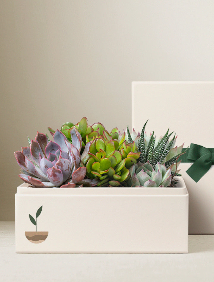 Earth Day Gifts | Corporate Gifts | Succulent Gift Box – Lula's Garden