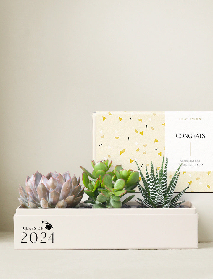 Succulent Graduation Gifts | Plant Delivery | Eco-Friendly Gifts ...
