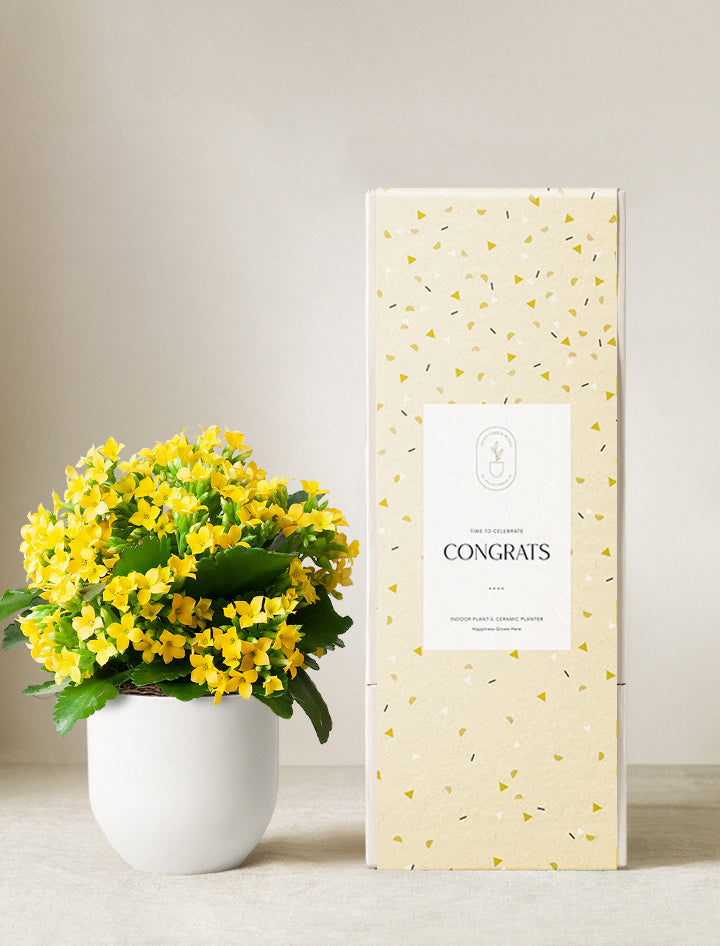 LULA'S PLANTS – Lula's Garden