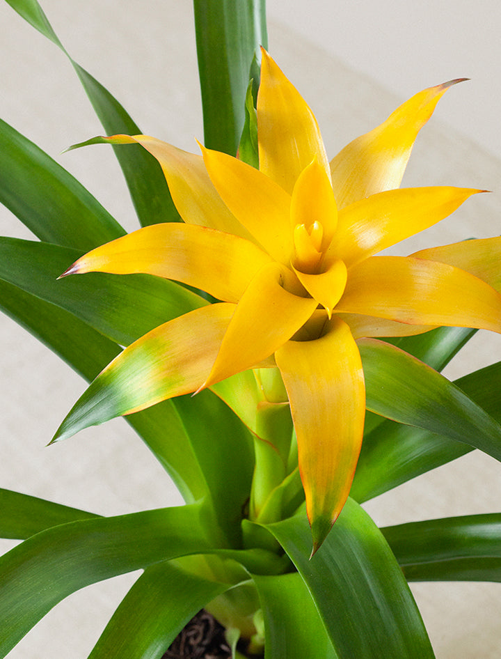 LULA'S PLANTS – Lula's Garden