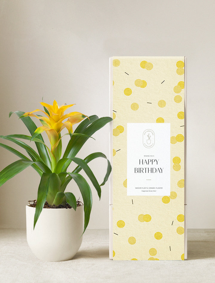 LULA'S PLANTS – Lula's Garden