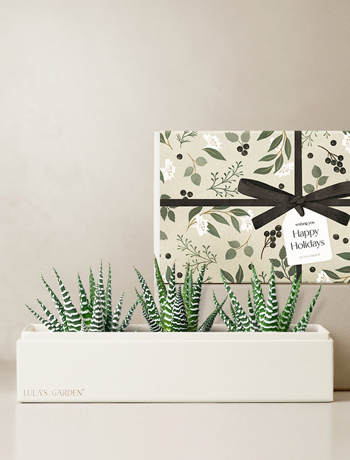 Succulent and Cacti Gift Delivery | Deluxe Zebra Garden | Lula's Garden®