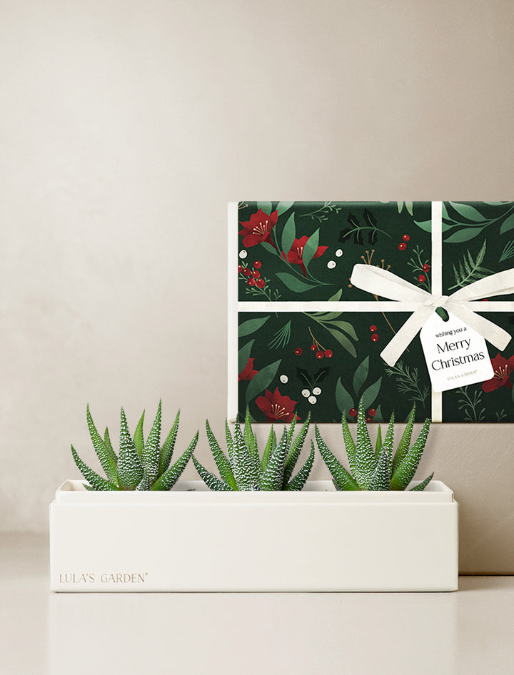 Succulent Gift Delivery | Zebra Garden | Unique Plant Gifts – Lula's Garden