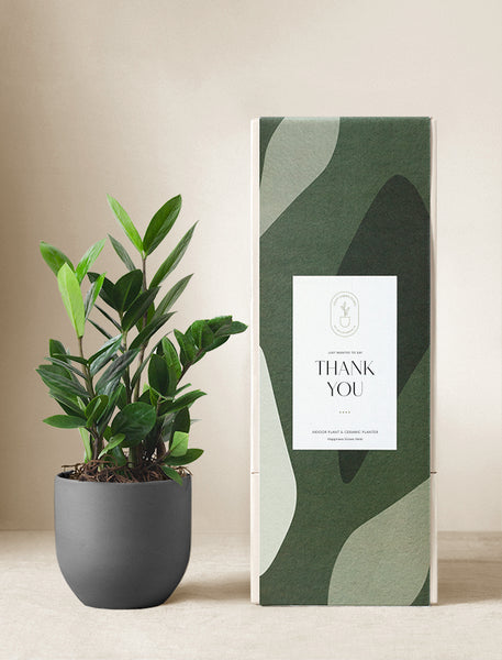 Unique Thank You Gift Ideas | Best Thank You Gifts | ZZ Plant Gift ...