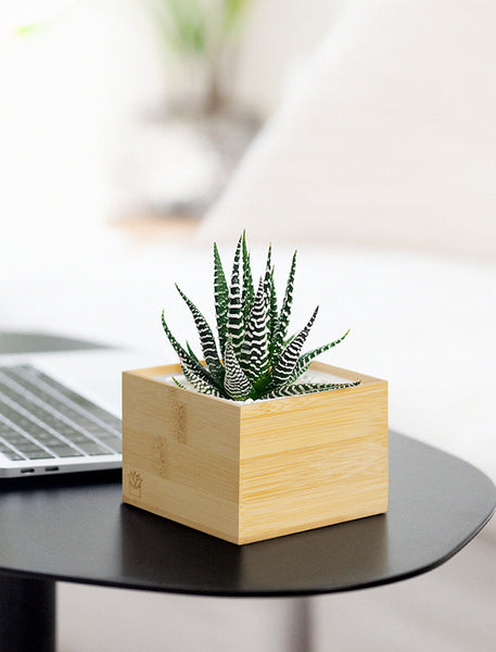 Succulent Gift - Bamboo Petite Zebra Garden by Lula's Garden